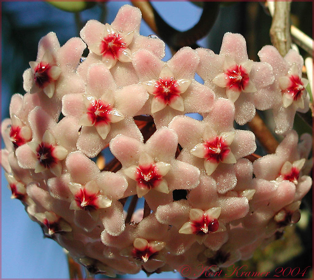 Mengenal Dan Daya Tarik Bunga Hoya Carnosa - TAMAN TANAMAN HIAS