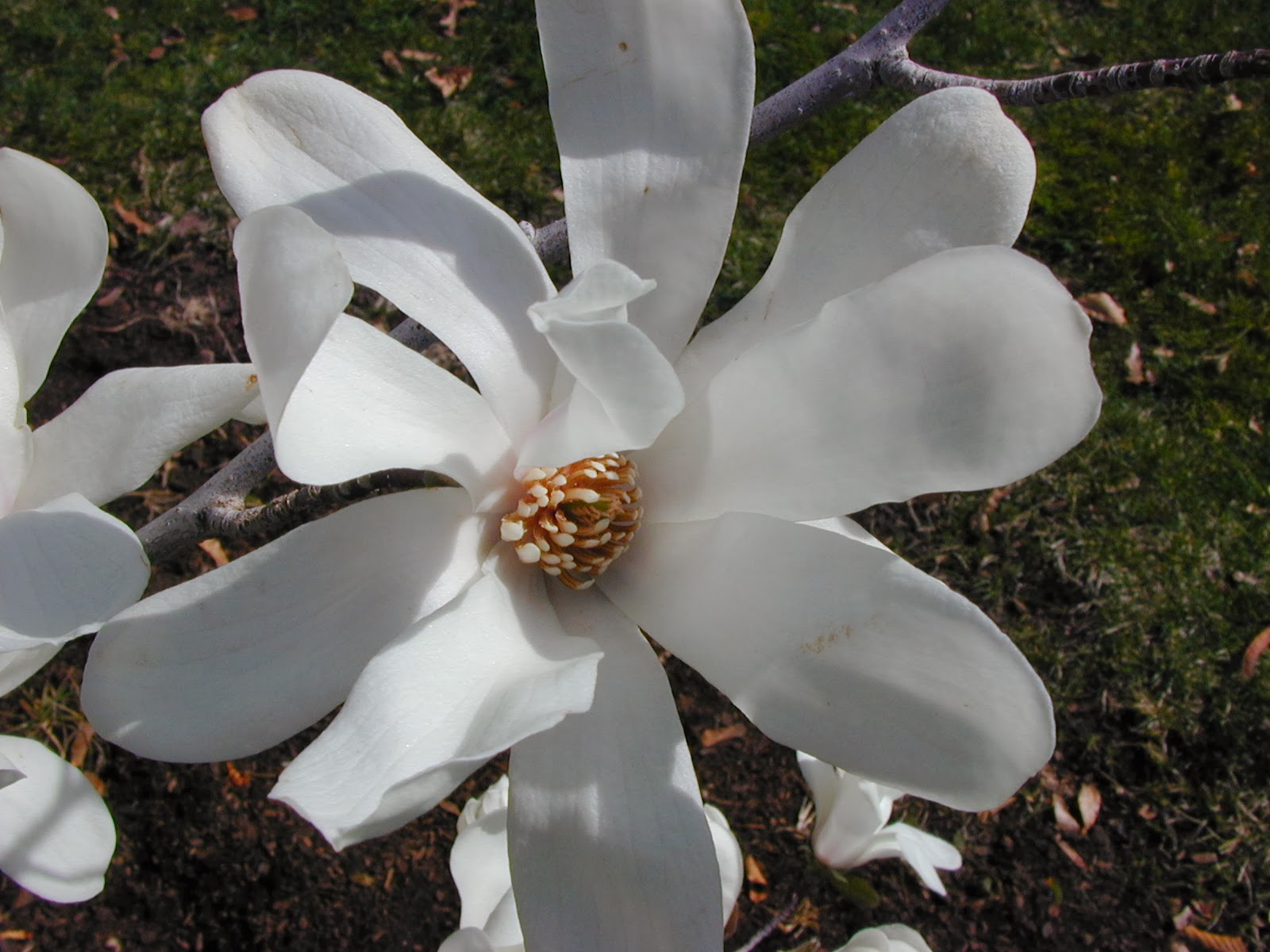 Trees of Santa Cruz County: Magnolia x loebnerii 'Merrill' - Merrill ...