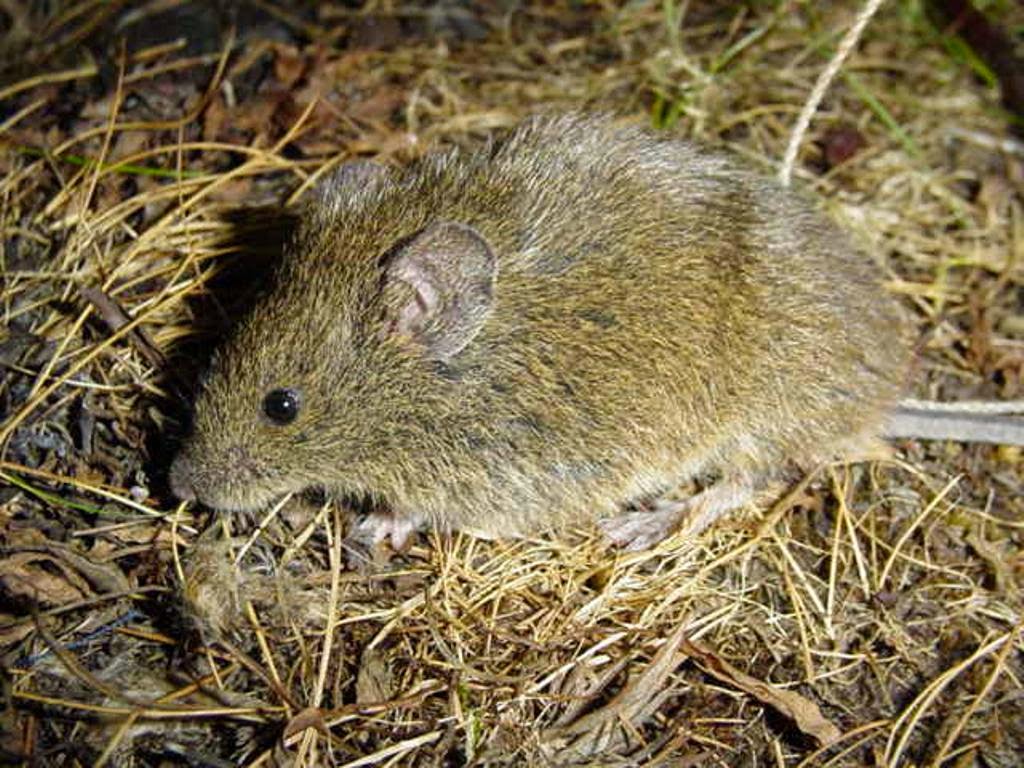 Fauna del Ecuador: ORDEN RODENTIA