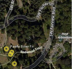 Northwest Conifer Connections: Pacific Silver Fir