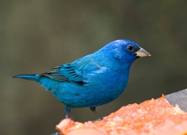 Imágenes de Pájaros: Azulejo de las montañas