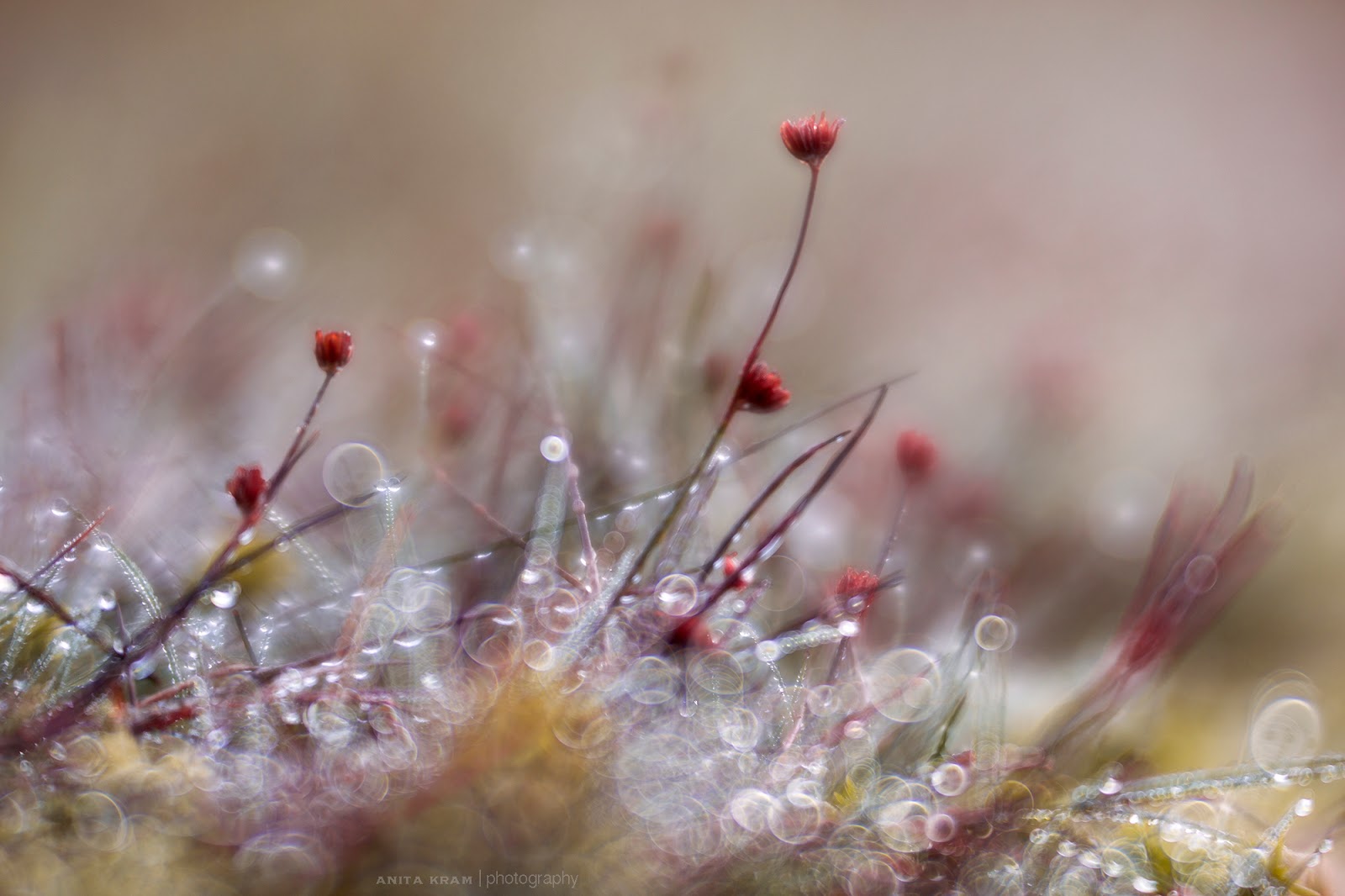 Anita Kram | photography