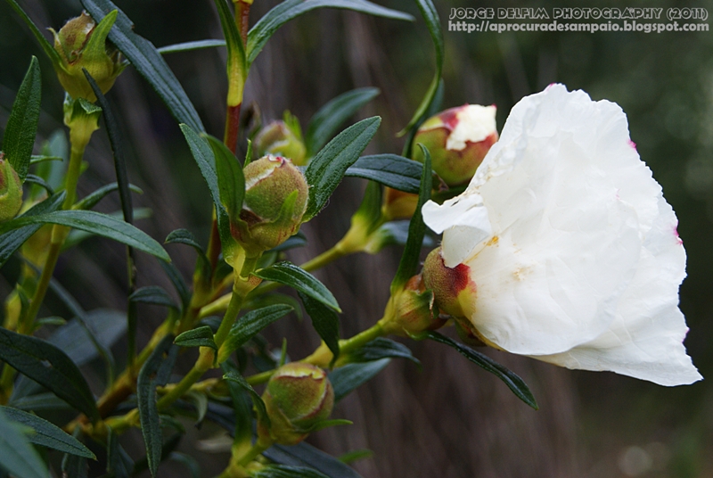 O CANTINHO DO JORGE: Flor da Esteva em Sampaio (Concelho de Vila Flor)