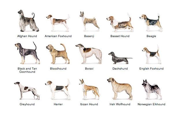 Dog Site: Popular Hound Dog Breeds