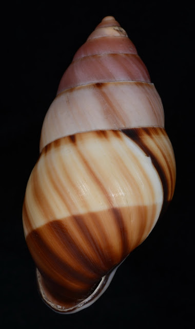 Dr. Lee's Gallery Museum: Amphidromus inversus annamiticus 51.78mm ...