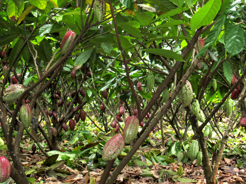 Make It Davao: Davao Cacao - Tablea