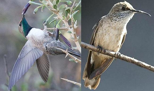 Picaflores: Especies de Picaflores de Chile