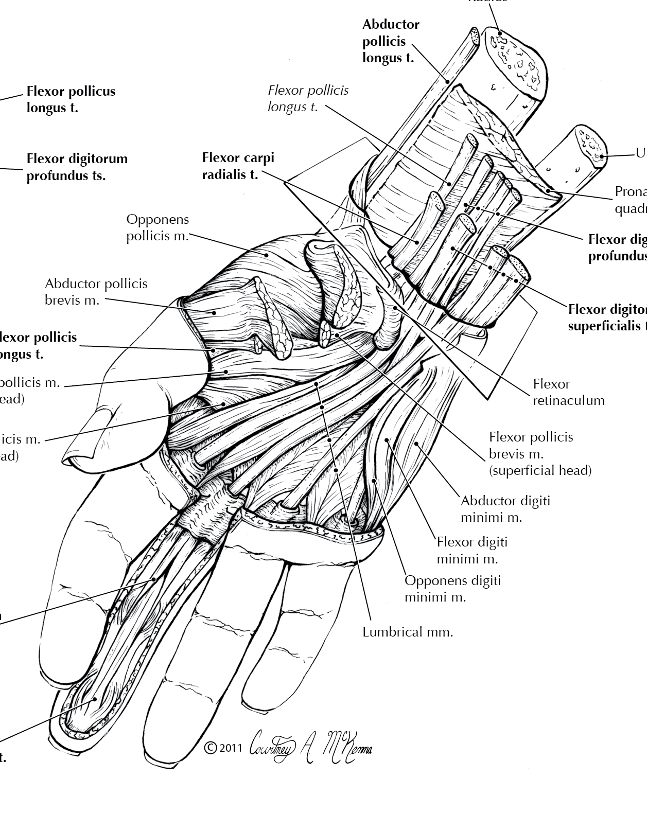 La Ciencia por Gusto: Cuando la ciencia mete la pata