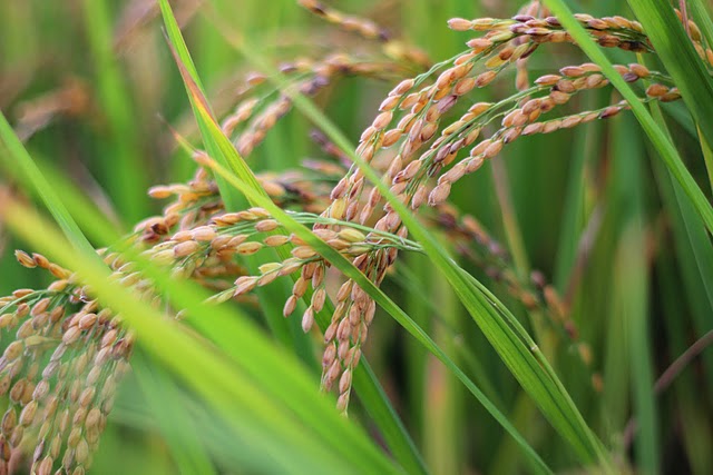 Gaijin au pays du Soleil levant: Cultiver le riz