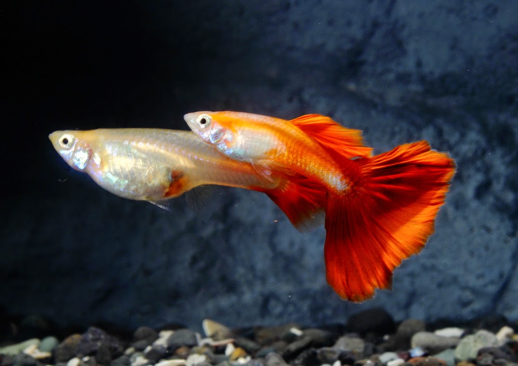 GUPPY FISH photos - wallpapers | the fun bank