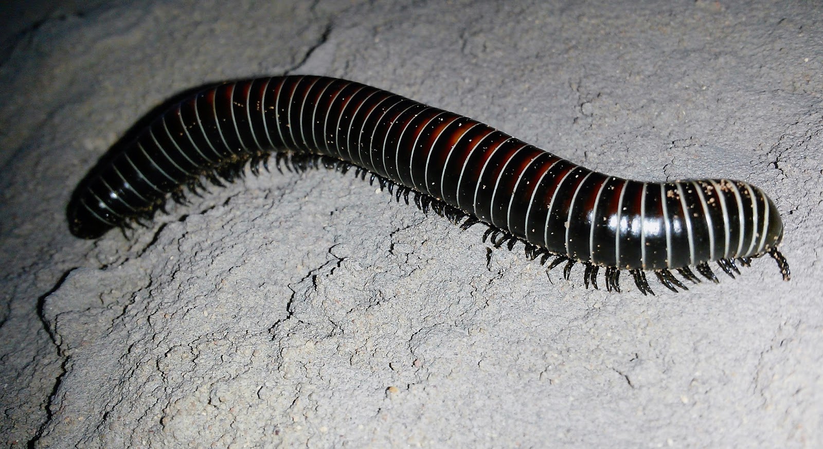 JEJUAR E CRER: INGONGOS, GONGOLOS OU NINGONGOS?