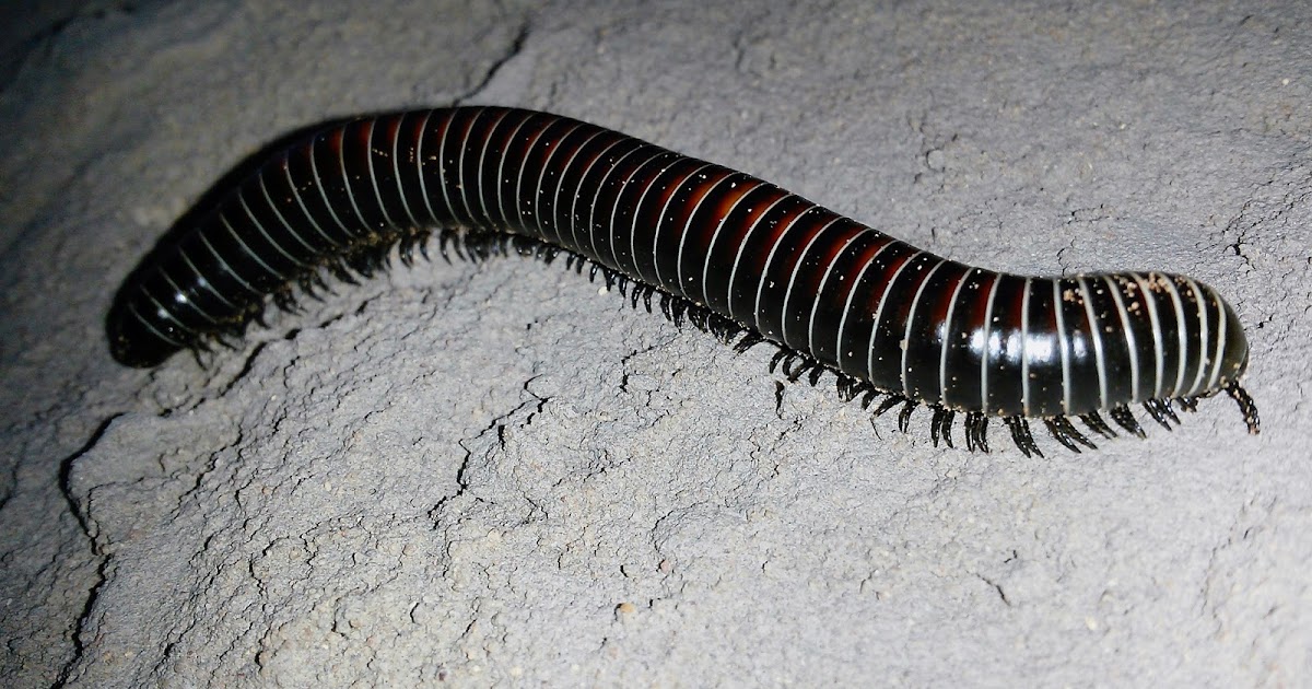 JEJUAR E CRER: INGONGOS, GONGOLOS OU NINGONGOS?