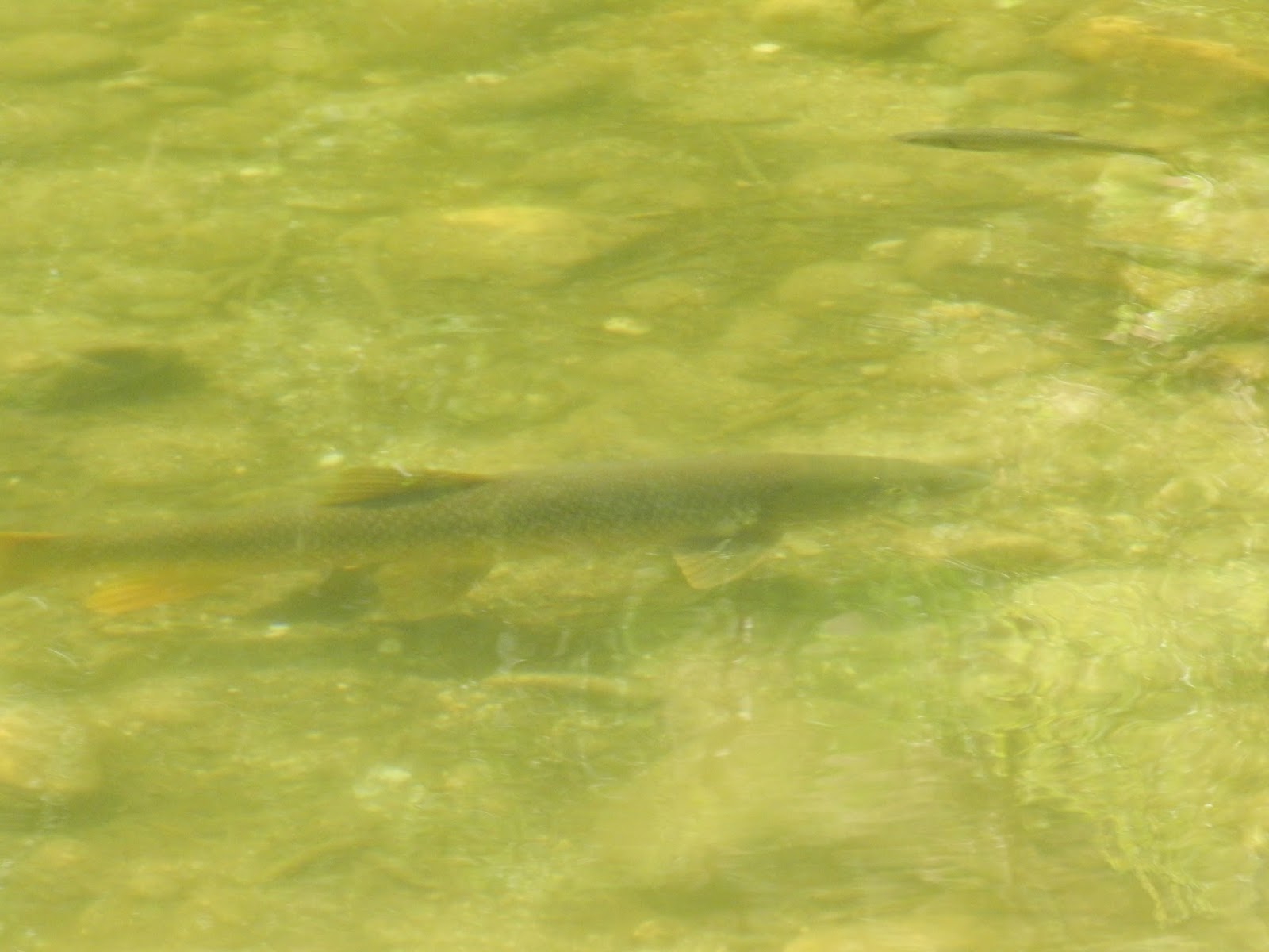 Recursos medioambientales: Barbo común (Barbus bocagei)