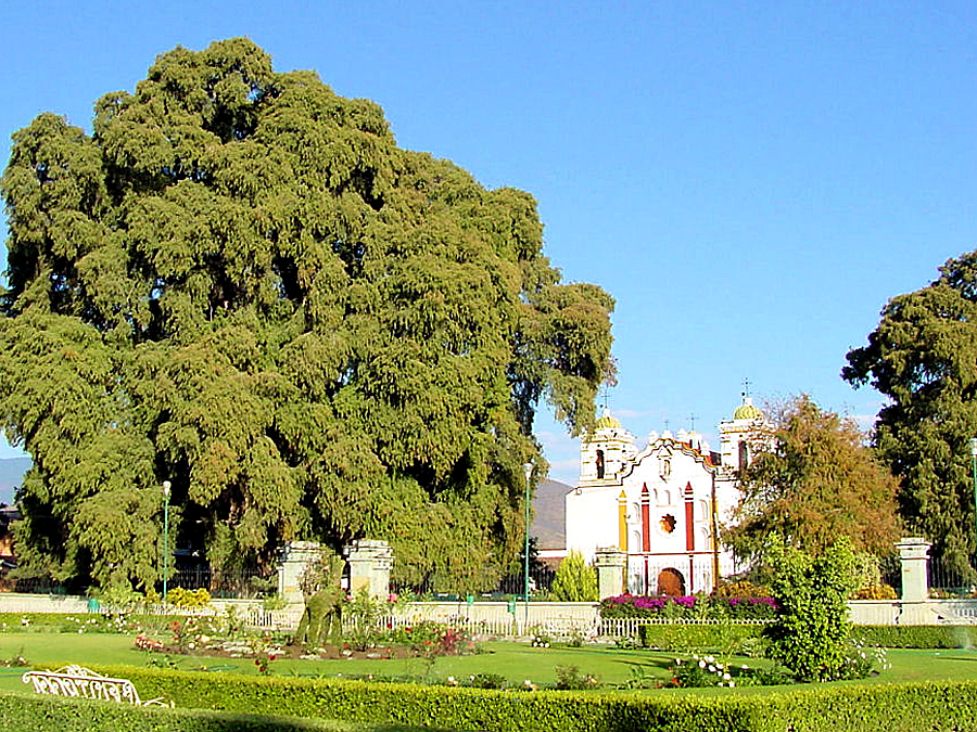 Oaxaca-The Year After: Termites in El Tule... or close.