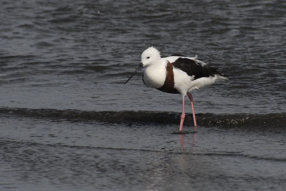 Kay Parkin Birding: Price Saltfields Yorke Peninsula - South Australia ...