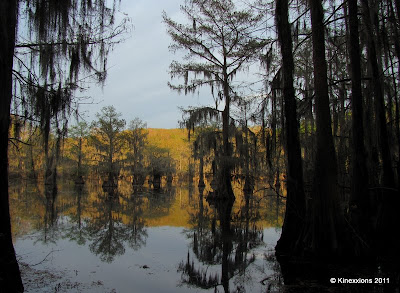 kinexxions: Greetings from Texas :: Caddo Lake State Park