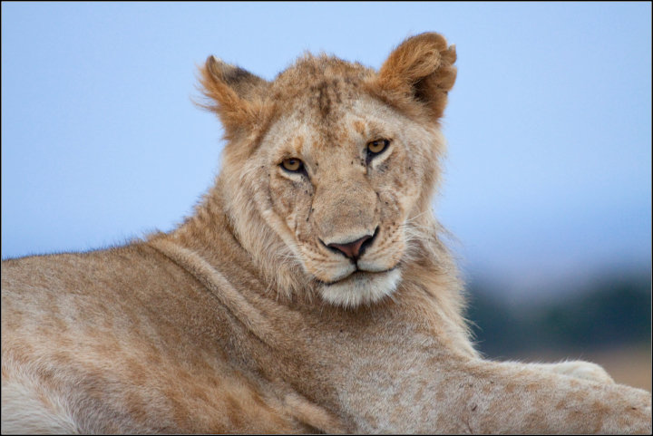 El Herrerillo: León (Panthera leo)