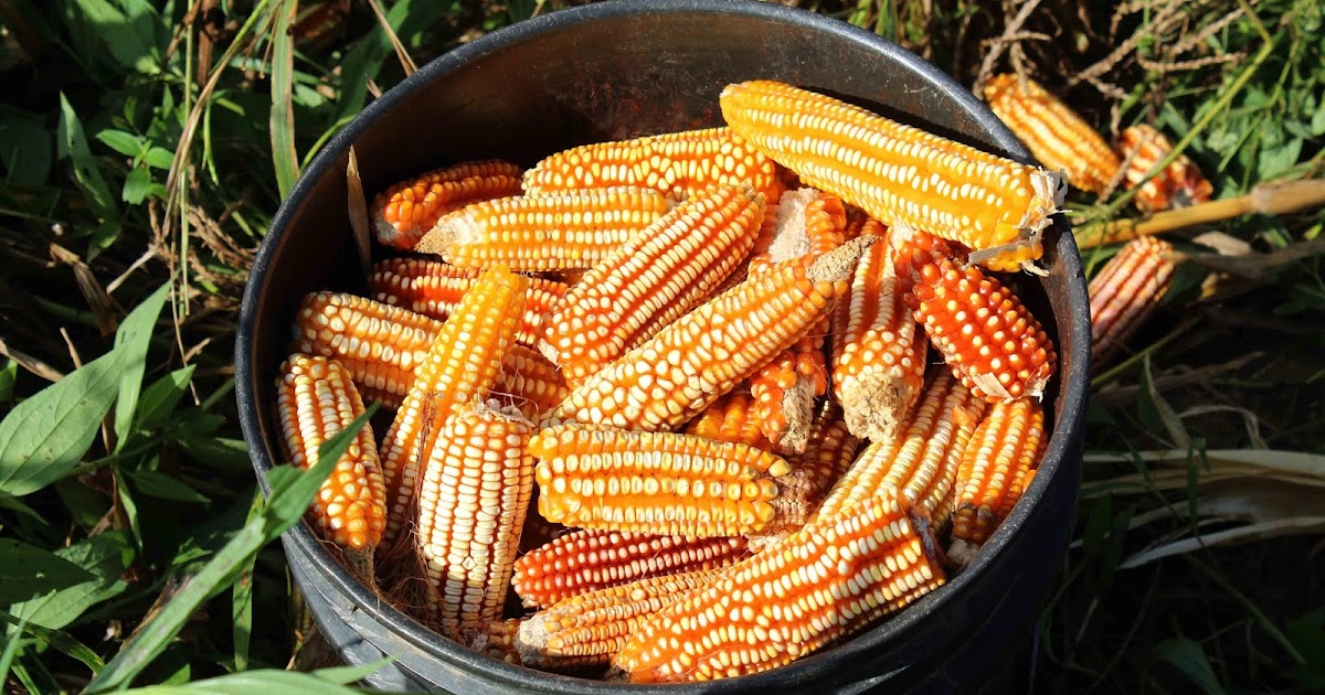 Prensa MinAgricultura: Maíz Criollo, una experiencia autosustentable y ...