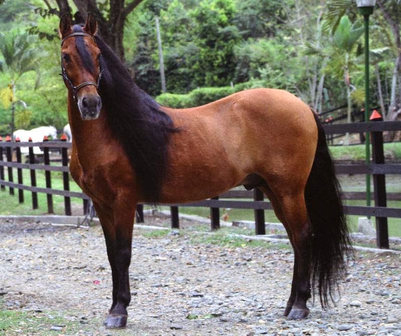 Equinos: El Caballo Criollo Colombiano