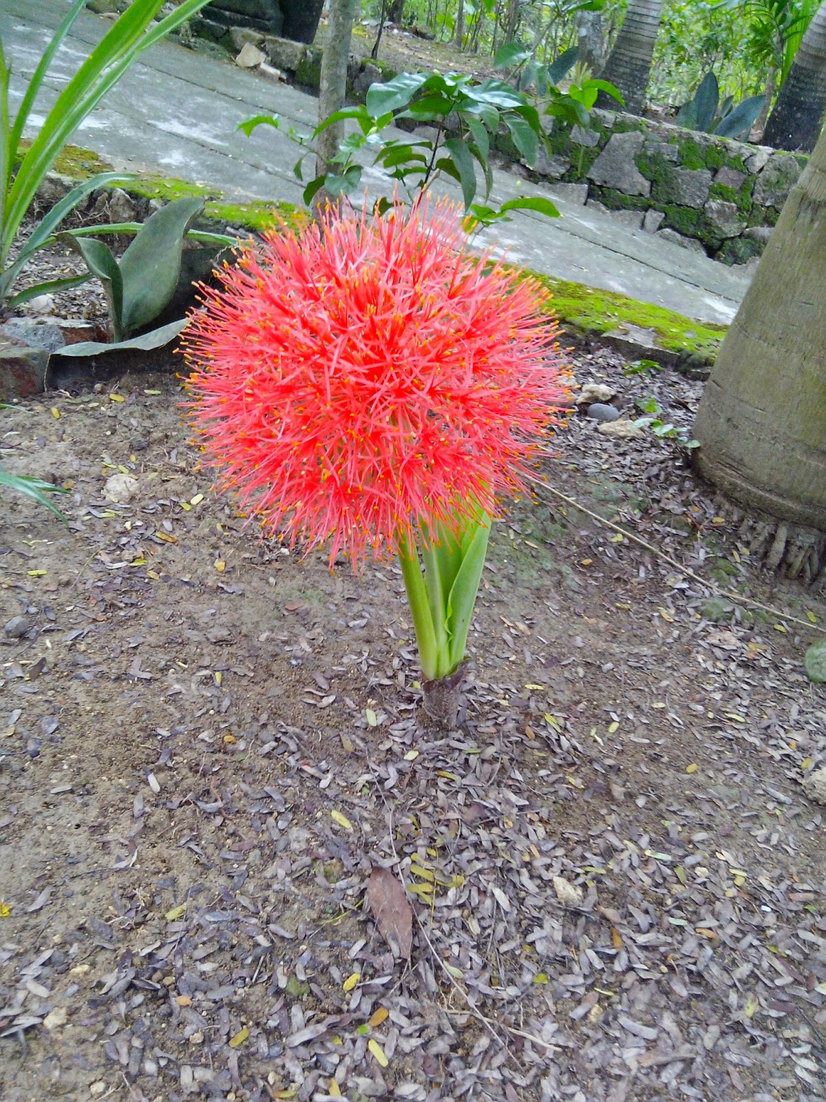 Begini 39+ Tanaman Bunga Desember Populer - Informasi Seputar Tanaman Hias