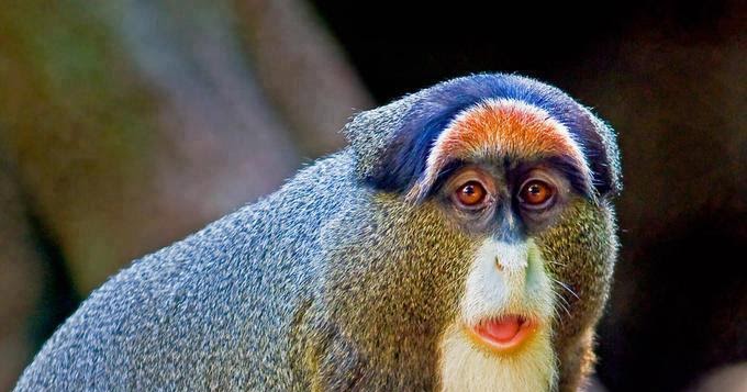 De Brazza's monkey | Amazing Things in the World