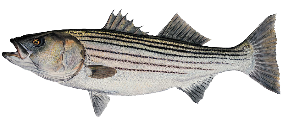 A Multitude Of Fins: Striped Bass: Illustrations & Wildlife Art
