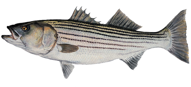 A Multitude Of Fins: Striped Bass: Illustrations & Wildlife Art