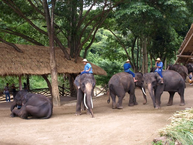 JamakukoViajero: Naturaleza En Chiang Mai