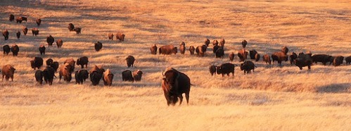 Great Plains Buffalo