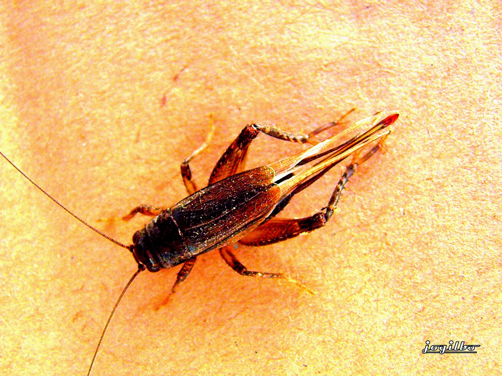 benquerer: Grilo-doméstico (Acheta domesticus)