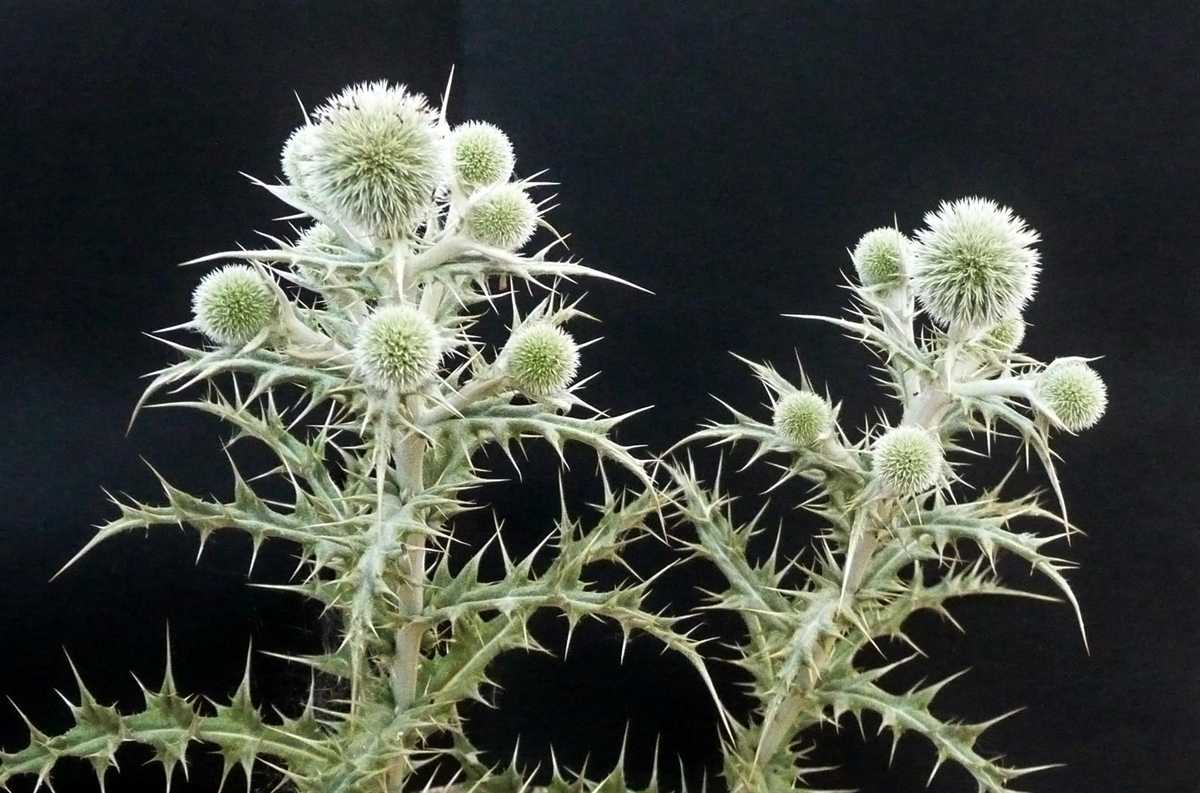 r o b i n 's y a r d: Echinops sphaerocephalus