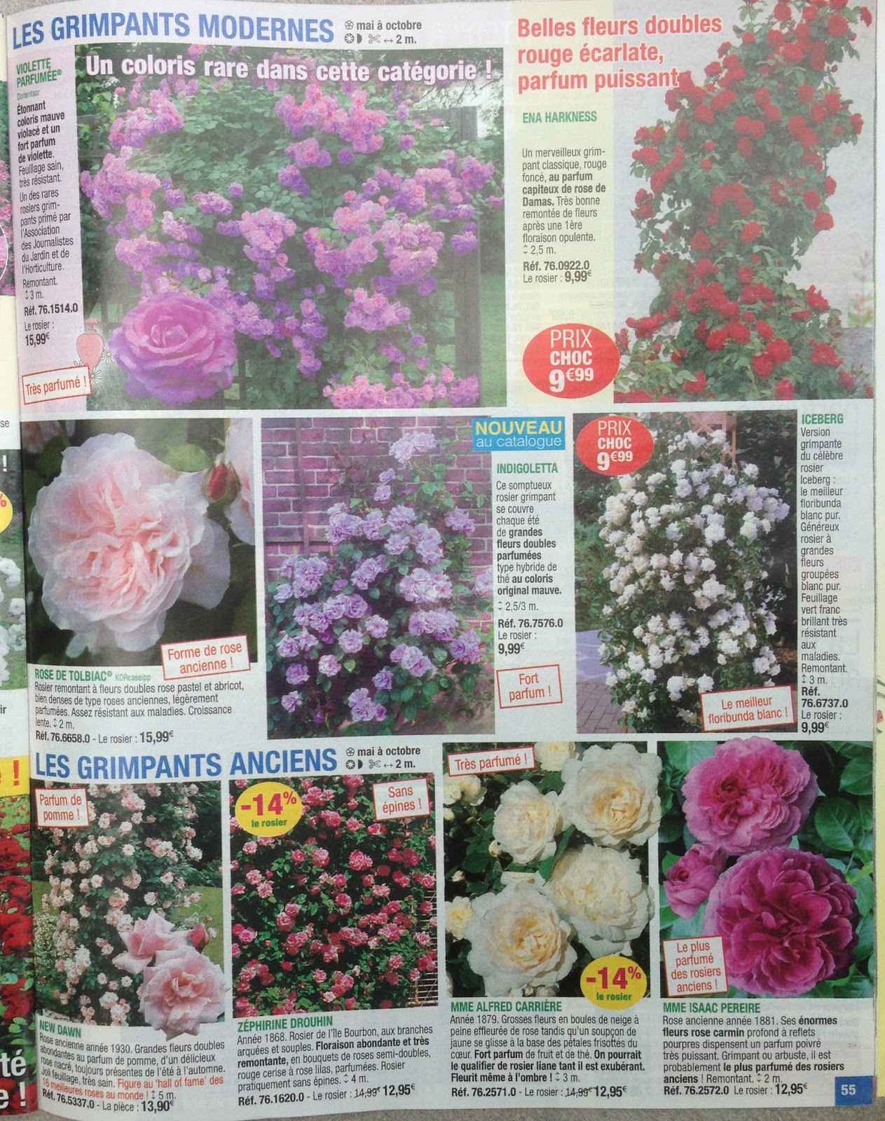 Promesse de roses: Commande de rosiers chez Jacques Briant : le verdict