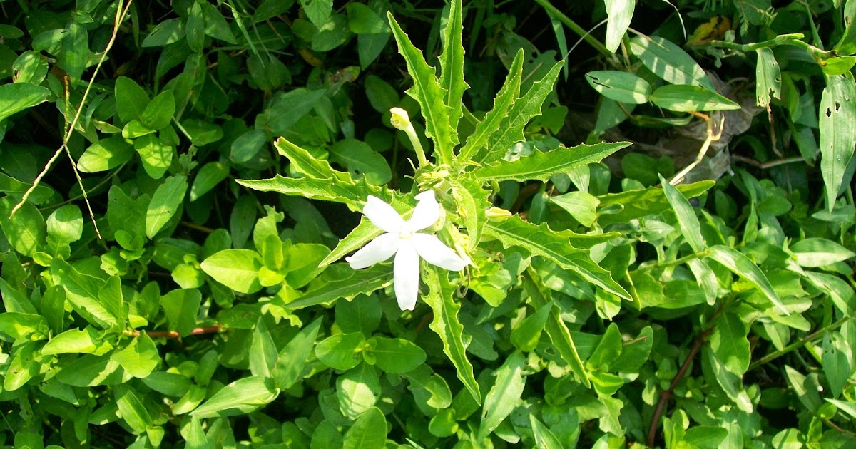 Bunga Ajaib (Bunga Kitolod) Penyembuh Mata Rabun, Silinder, Katarat ...