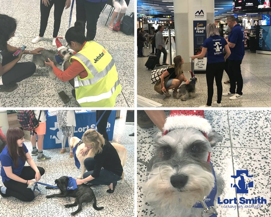 Lort Smith Therapy Dogs Help Christmas Travellers | Australian Dog Lover