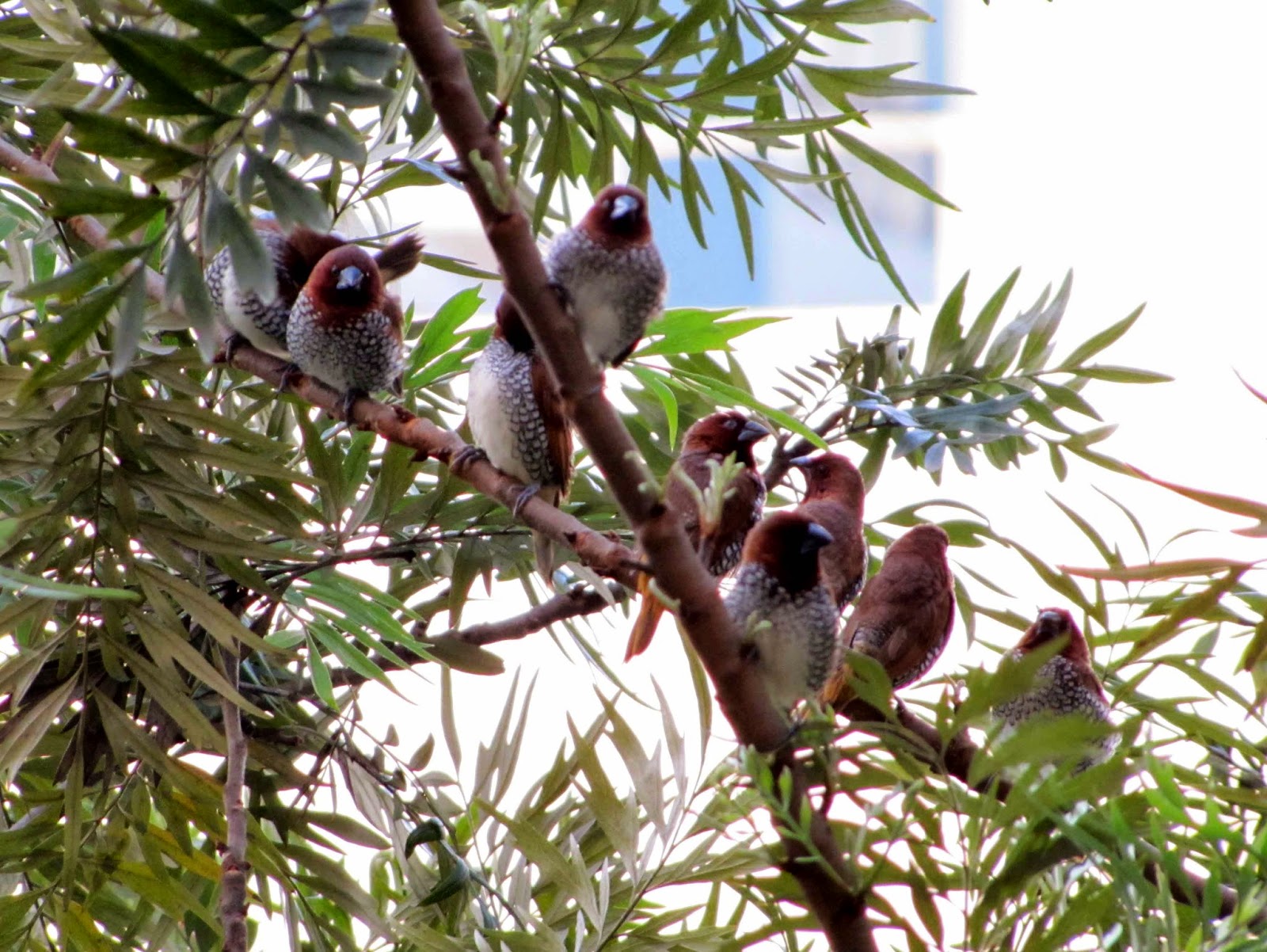 encounter with a super star: These birds