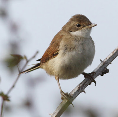 Another Bird Blog: A Little Bit Of Blackpool