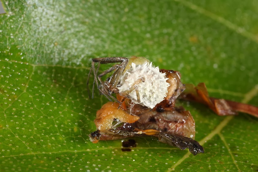 Alien Explorations: Alien: Human to spore stage like saprophytic fungus?