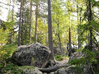 Karla Sand: Skogen och livet, eller livet i skogen