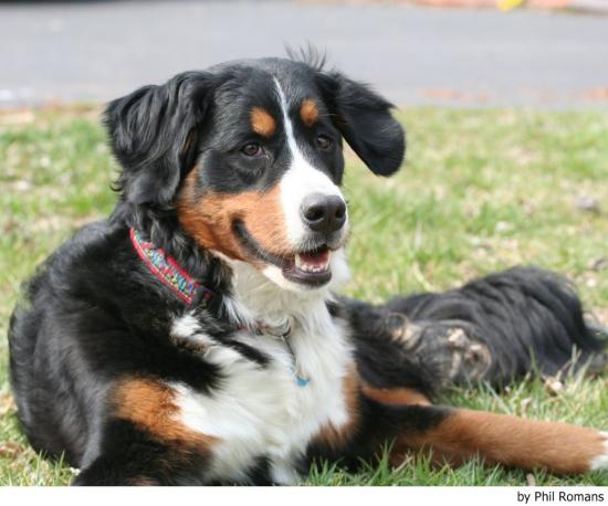 Conoce a tu Perro: Boyero de Berna