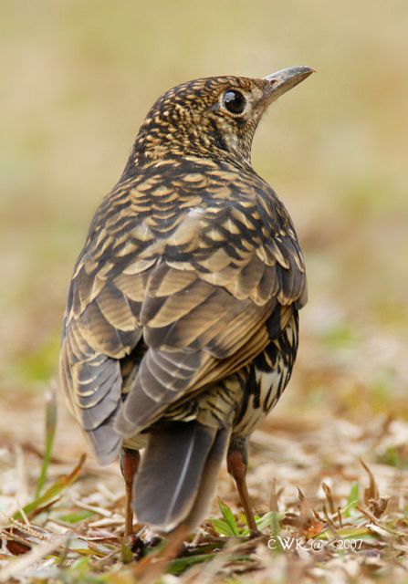 Sri Lankan Endemic Birds: Pethi Gomara Wal Awichchiya - Ceylon Scaly ...