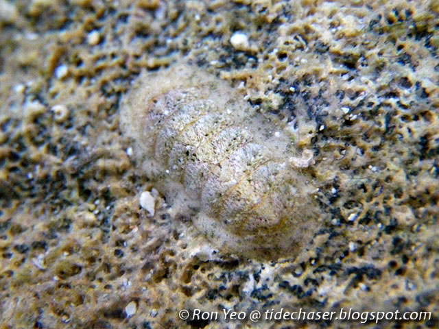 tHE tiDE cHAsER: Chitons (Phylum Mollusca: Class Polyplacophora) of ...