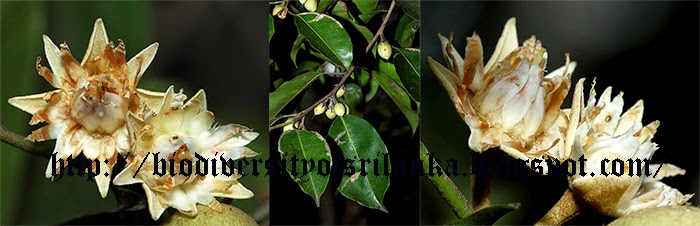 Biodiversity of Sri Lanka: මූණ-මල්[muna-mal] (Manilkara kauki [Syn ...