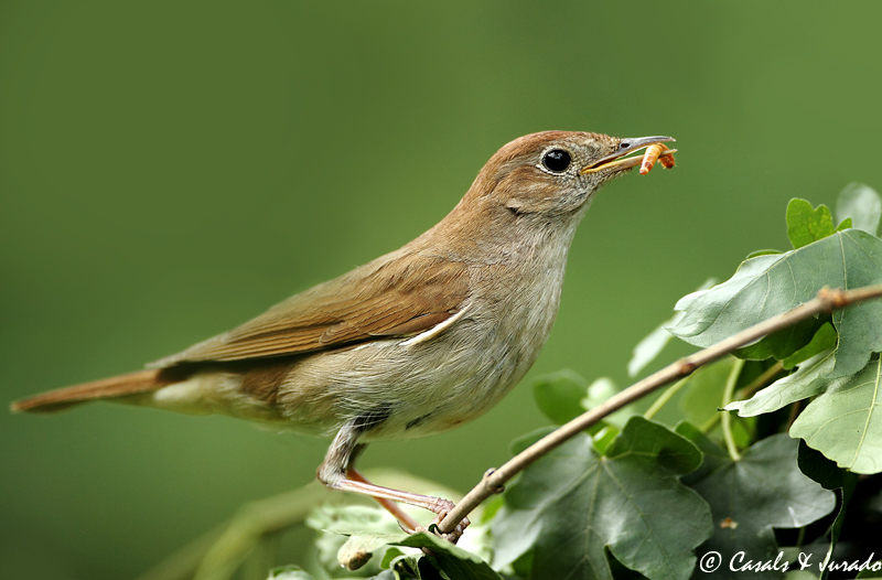 CRÒNIQUES NATURALISTES: 07/13/11