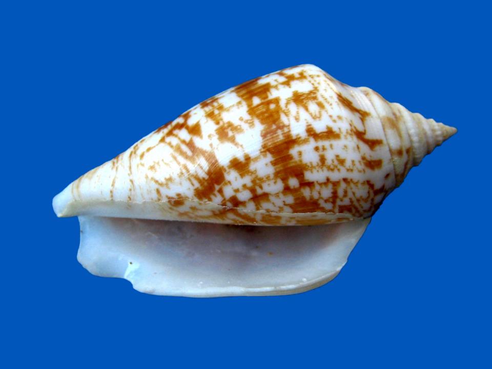 Biodiversity of Cyprus by NGO Protection of the Natural Heritage and the Biodiversity of Cyprus ...