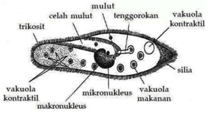 Kelas Ciliata Atau Ciliophora - Biologisites