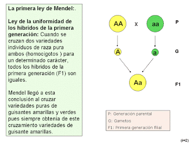 Las leyes de mendel: noviembre 2018