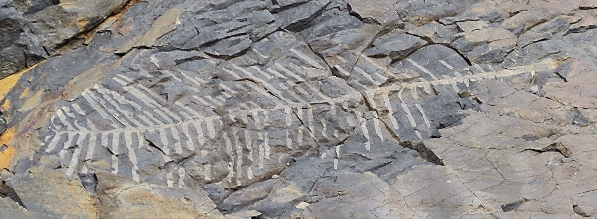 El Pensieve de Dinorider: El Bosque Tropical de la Cordillera Blanca