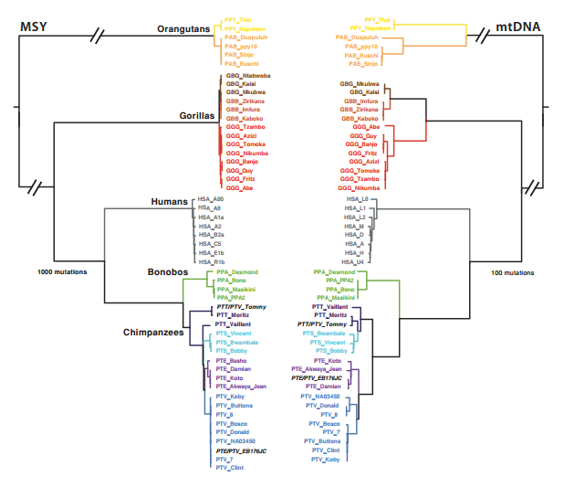 Paleoantropología hoy: Filogenia MSY de los Hominidae