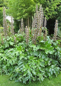 Scuola Intaglio Melezet: Foglie d'acanto