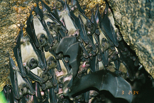 Wildlife Vet, Author, Storyteller: Bushmeat in Canada